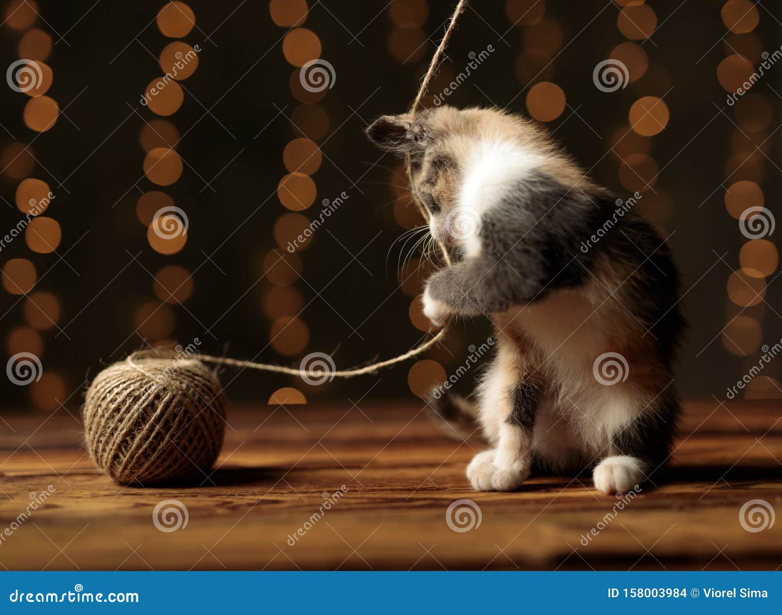 Metis Cat Pulling A Ball Of Thread Sideways Stock Photography ...