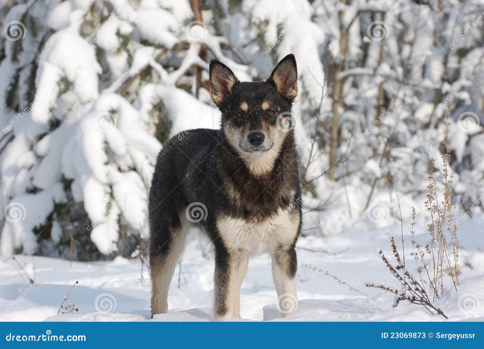 Metis dog stock image. Image of expression, funny, kiev - 23069873