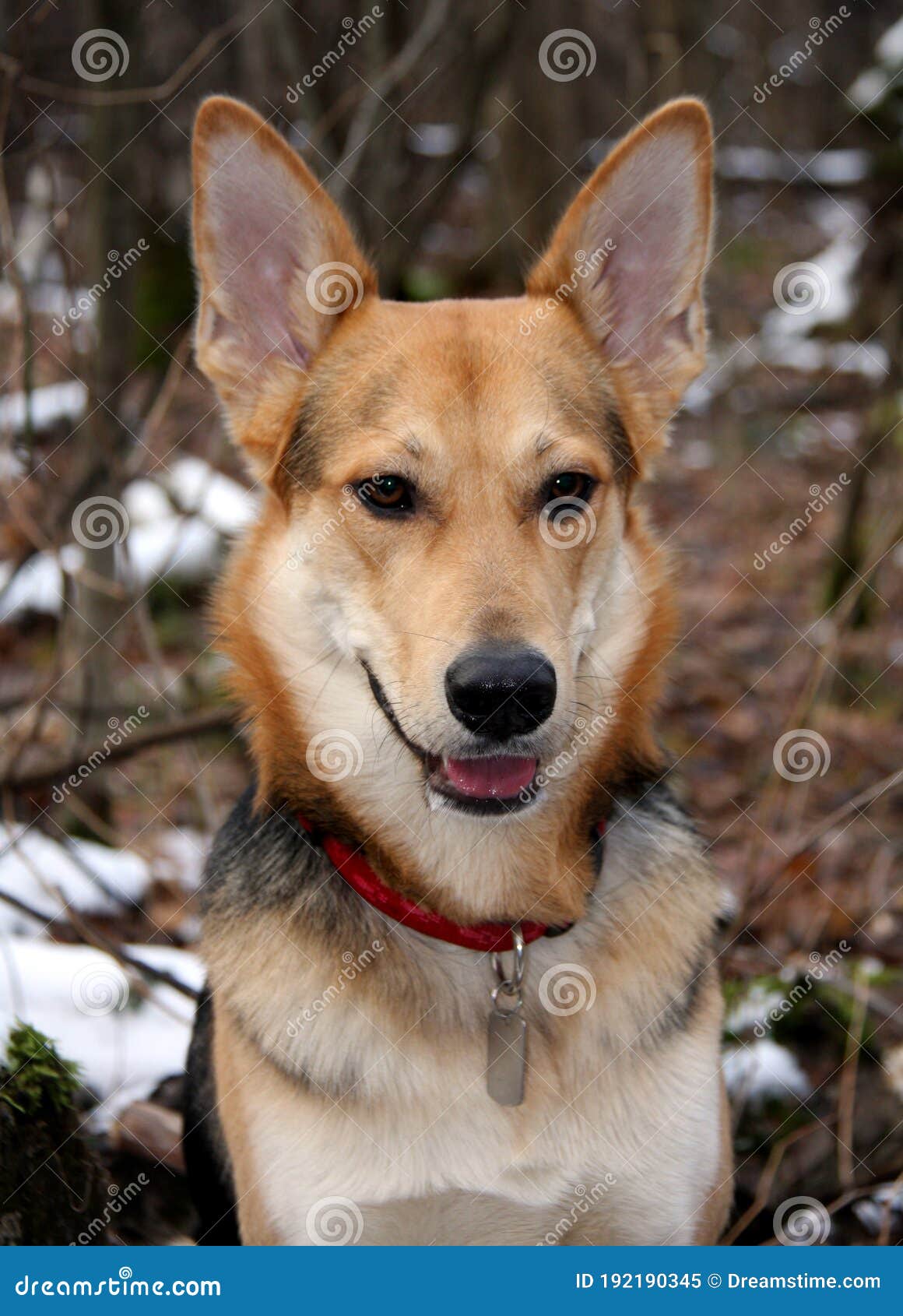 Metis Dog on a Walk in Winter Forest Stock Image - Image of winter ...