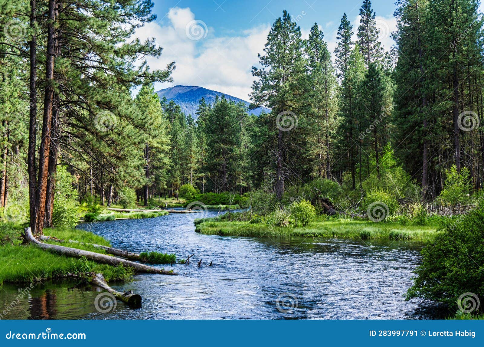 Metolious River in Oregon stock image. Image of water - 283997791