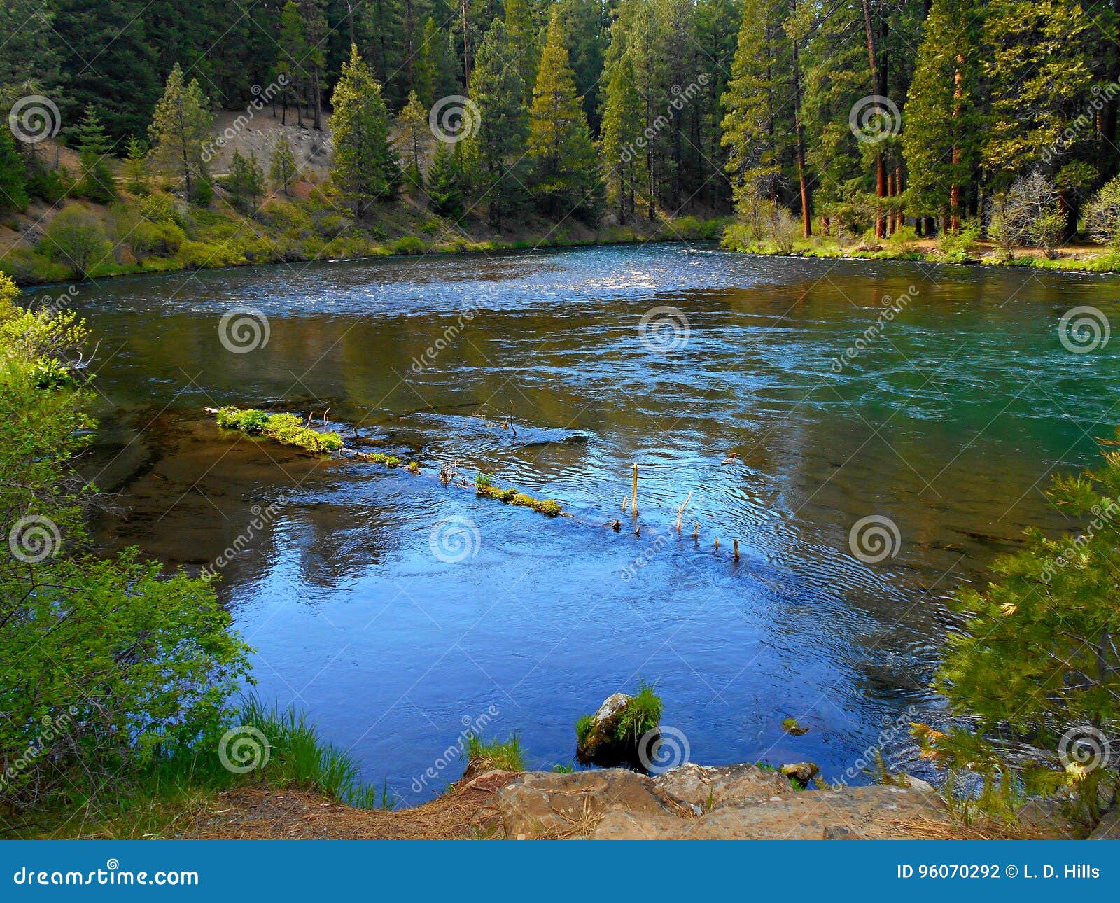 Metolius Bend stock photo. Image of trees, campground - 96070292