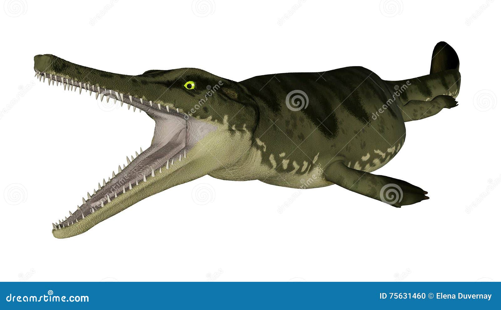 Prehistoric Fish, Biology Evolution Stage, Evolutionary Process Vector ...