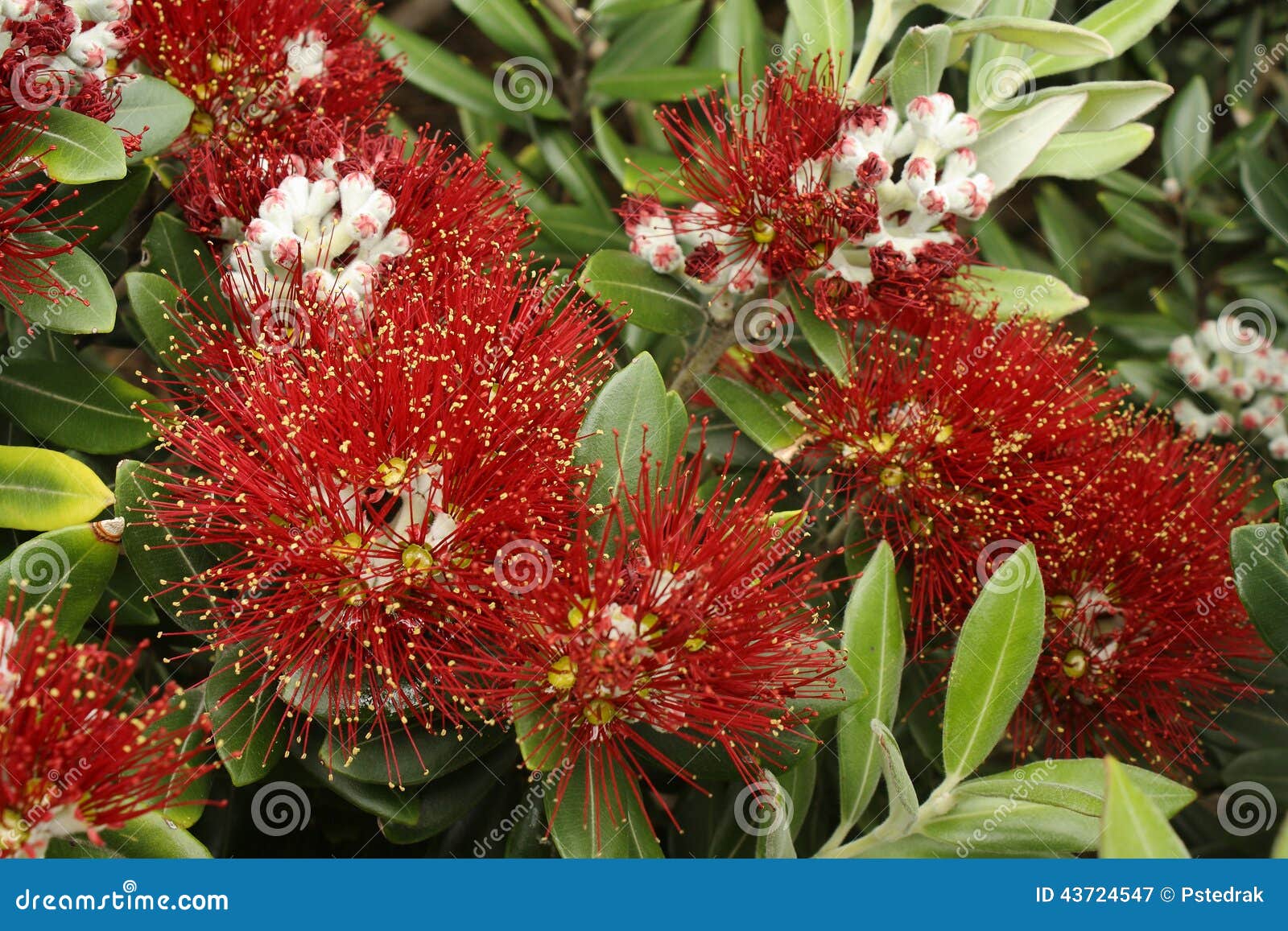 Metrosideros Excelsa Flowers Stock Image - Image of excelsa, flowers ...