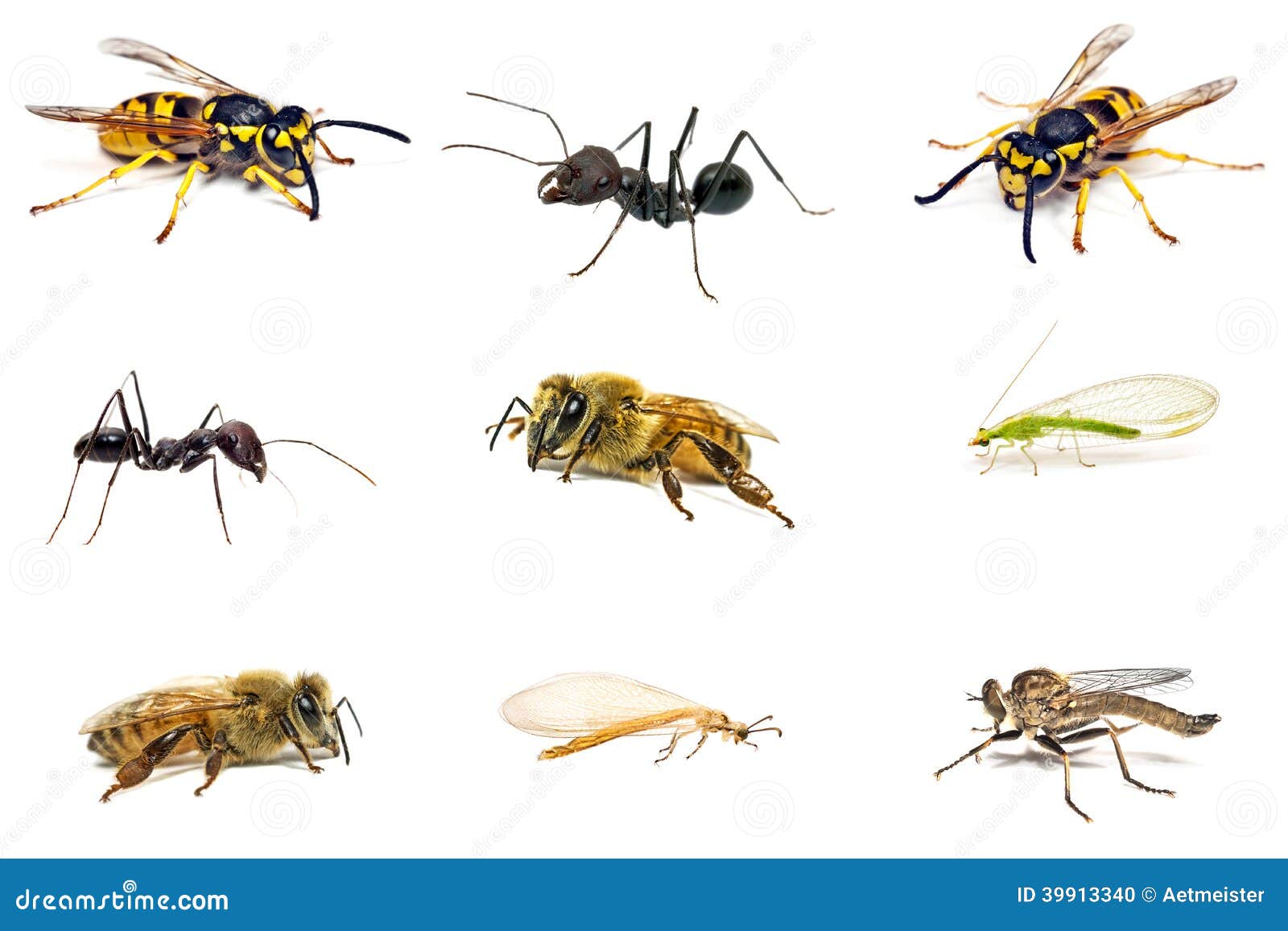 Metta L'insetto Isolato Su Bianco Fotografia Stock - Immagine di macro ...