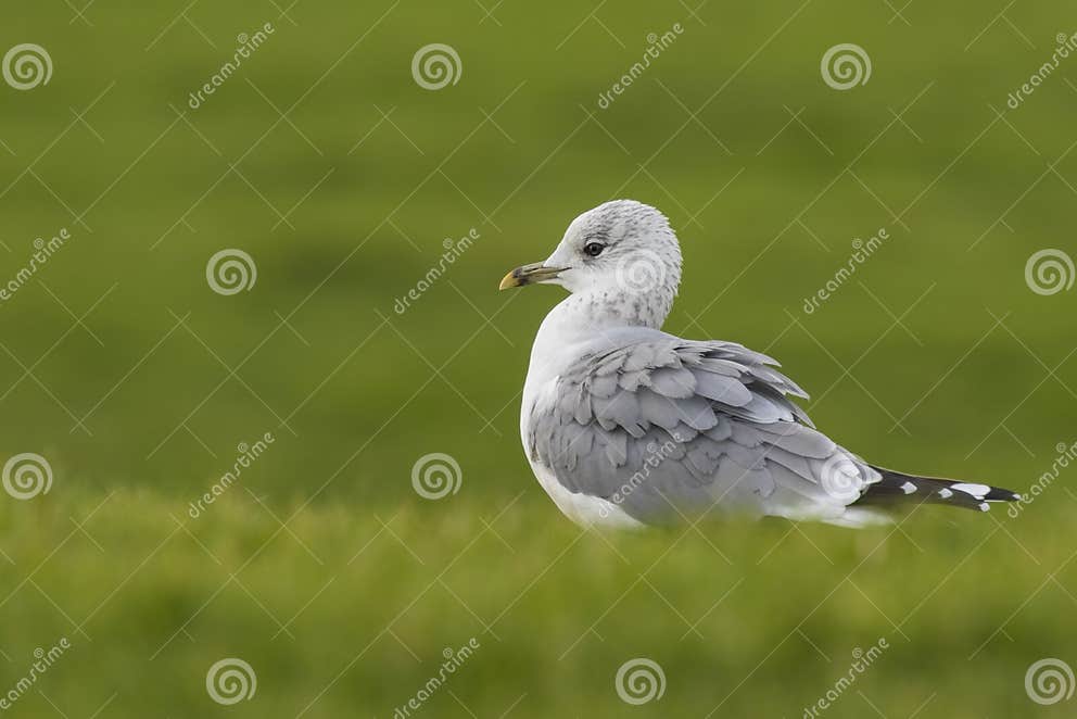 Mew gull stock photo. Image of wildlife, birdwatching - 50189512