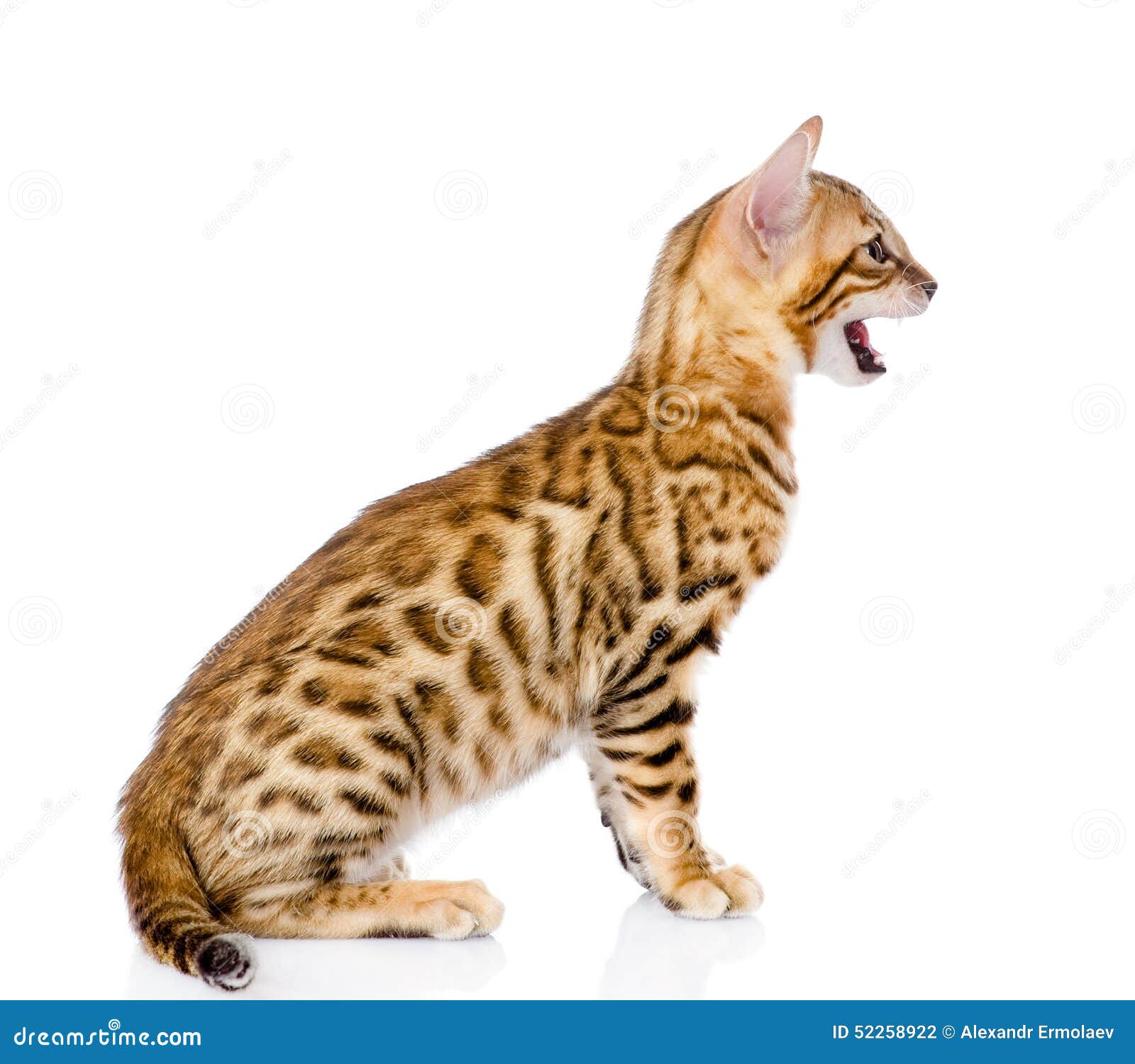 Mewing Bengal Kitten In Profile. Isolated On White Background Stock ...