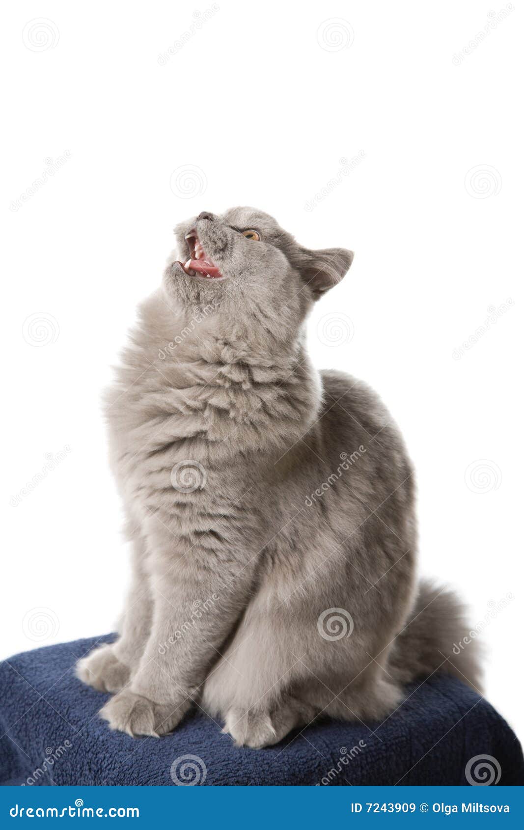 Mewing British Kitten Isolated Stock Image - Image of blue, face: 7243909