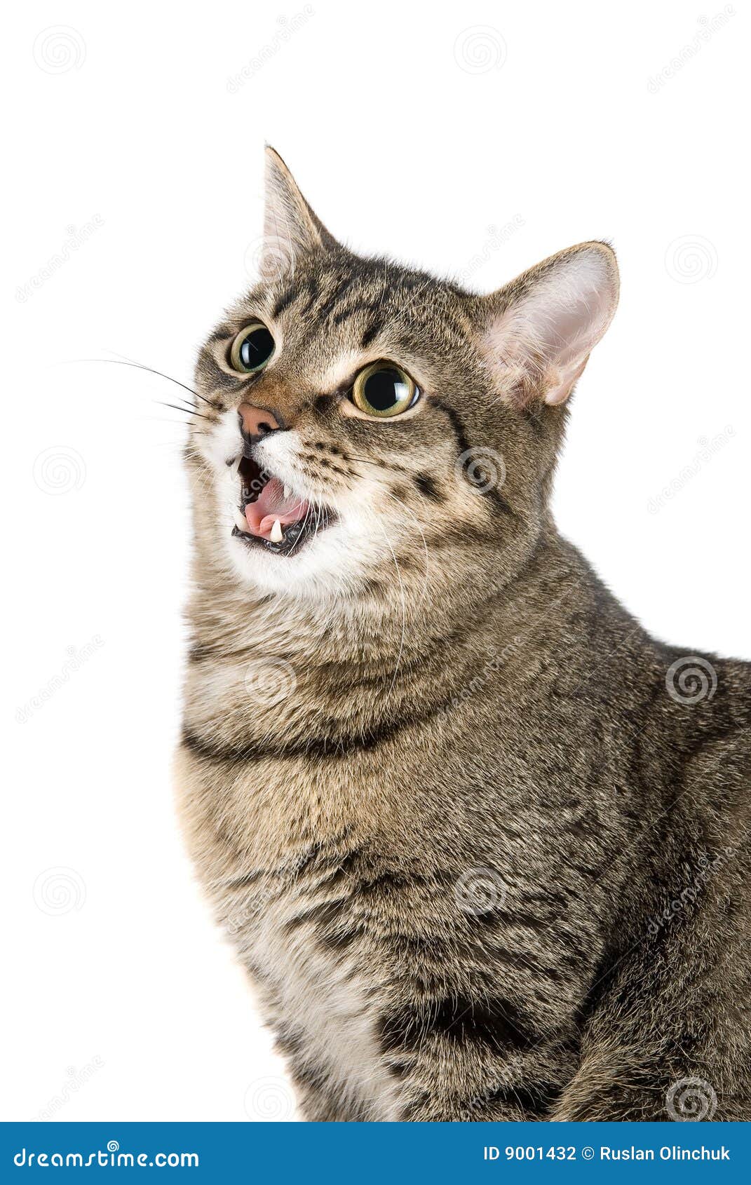 Mewing cat stock photo. Image of pedigree, beautiful, furry - 9001432