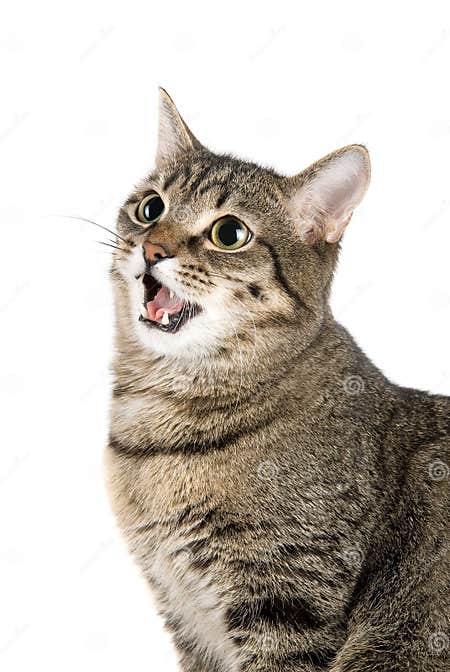 Mewing cat stock photo. Image of pedigree, beautiful, furry - 9001432