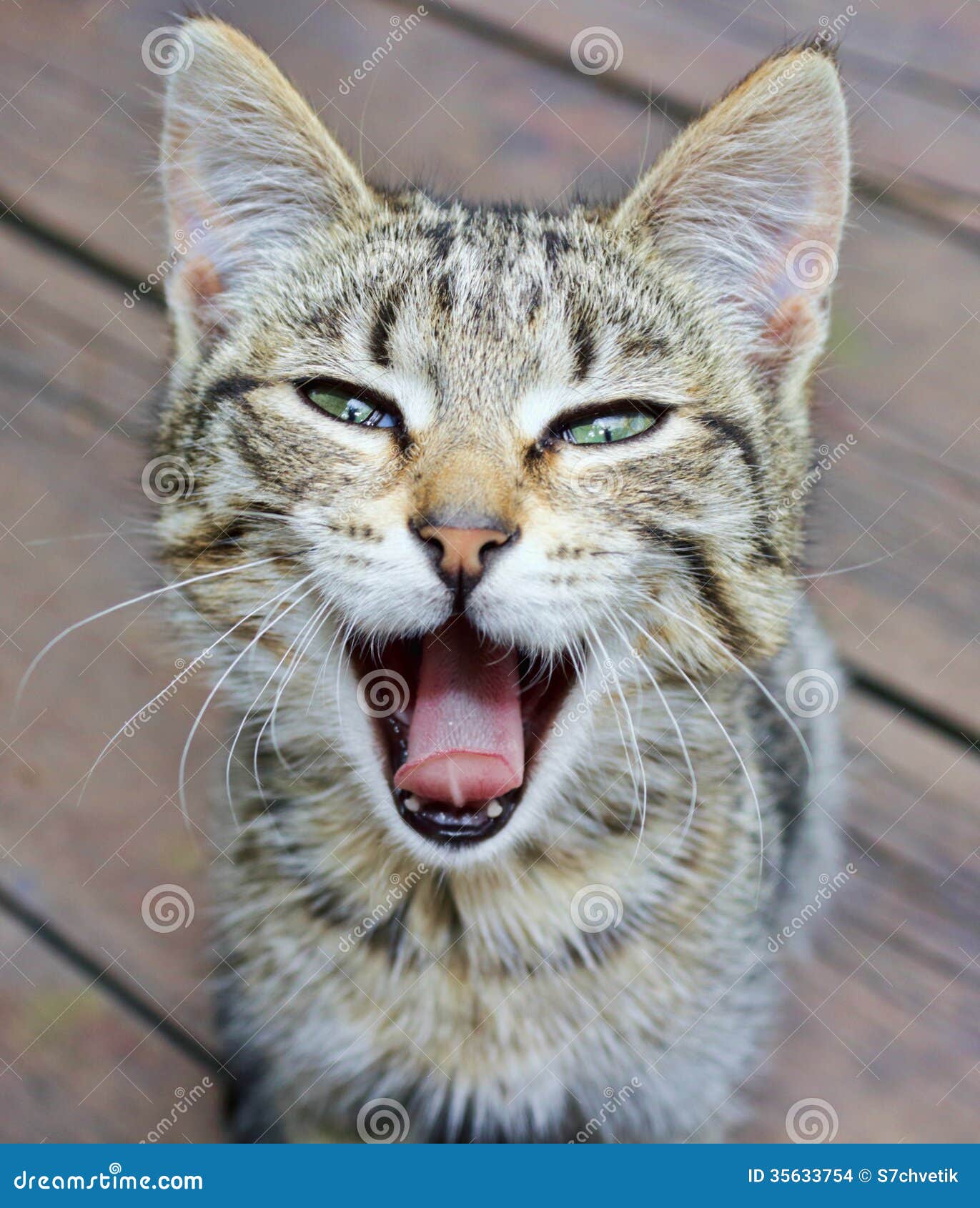 Mewing cat stock photo. Image of squint, color, tongue - 35633754