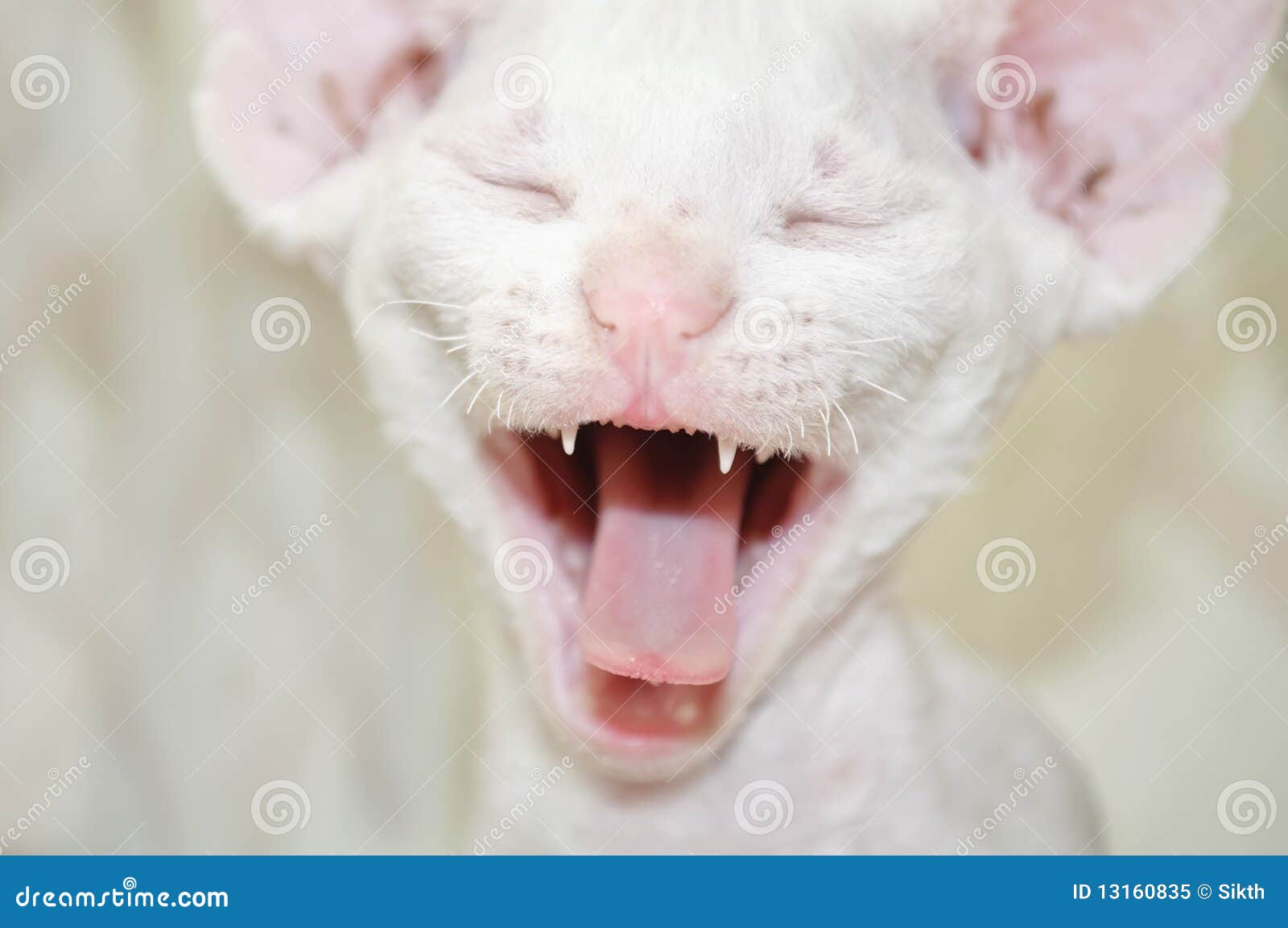 Mewing Kitten stock image. Image of miauw, kitten, feline - 13160835