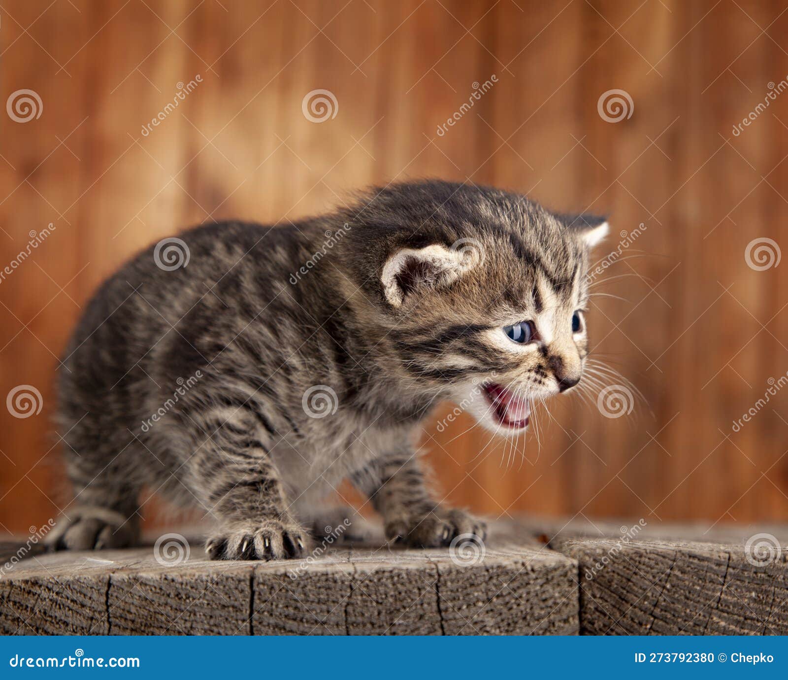Red Tabby Cat Mewing In Bed At Home Royalty-Free Stock Photography ...