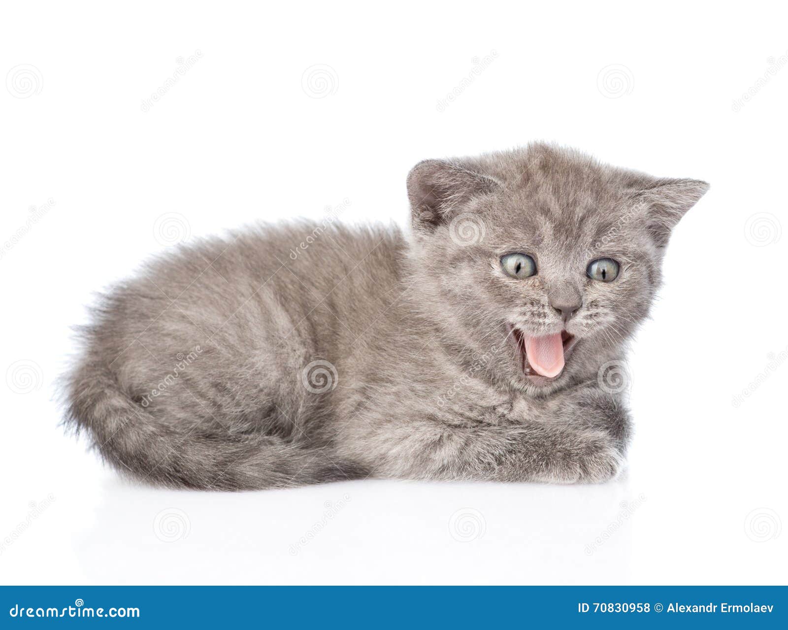 Mewing Kitten. Isolated on White Background Stock Photo - Image of ...