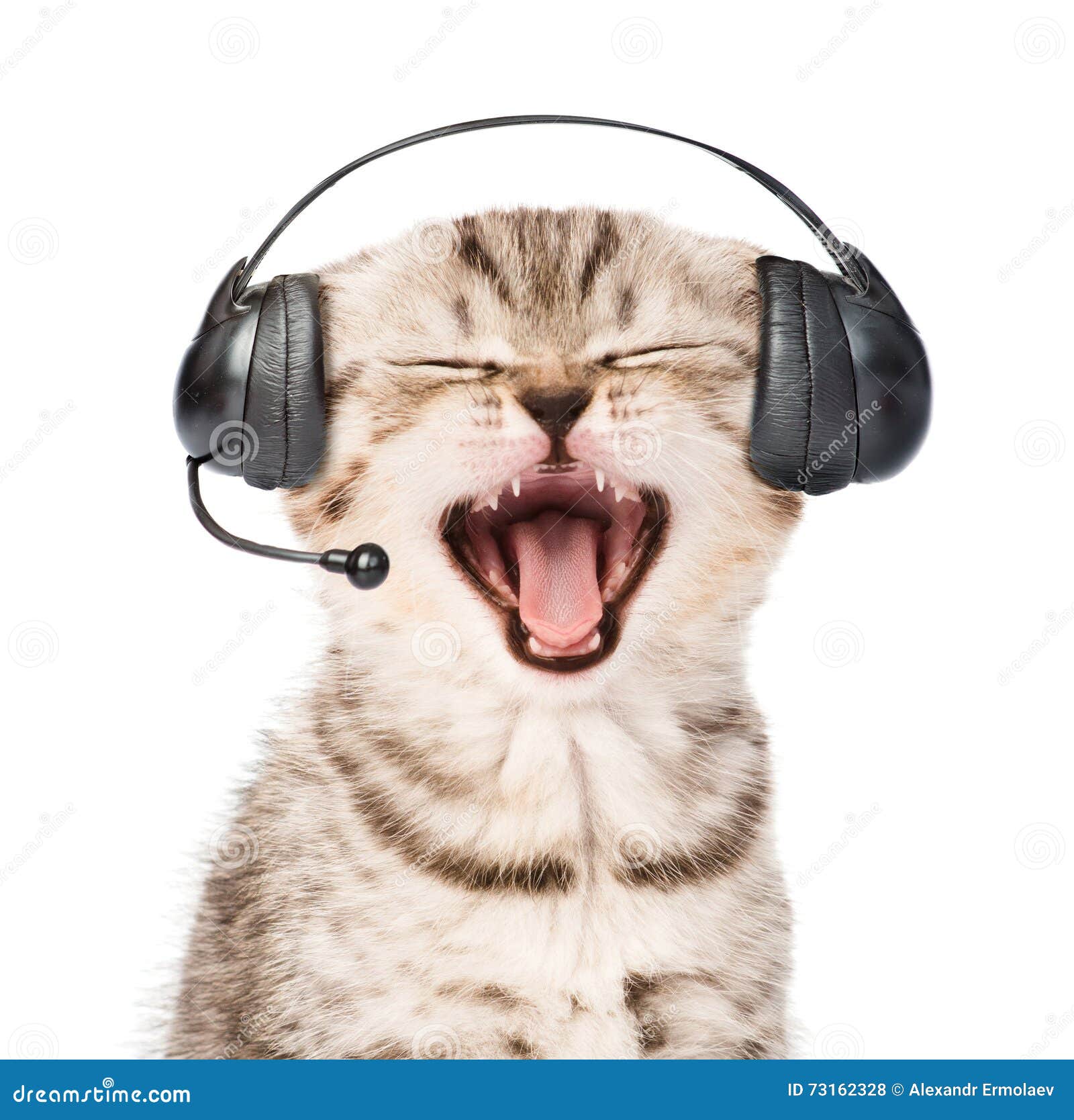 Mewing Kitten with Phone Headset. on White Background Stock Photo ...