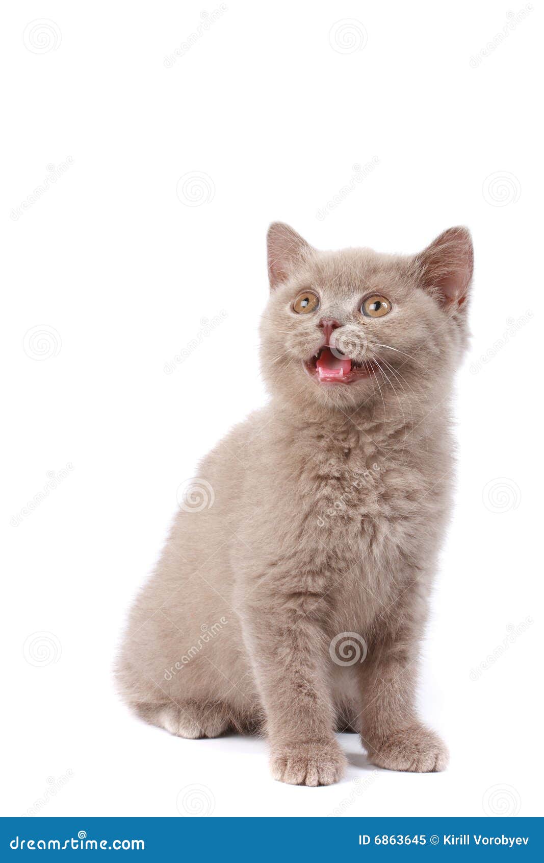 Mewing little kitten stock image. Image of british, kitten - 6863645