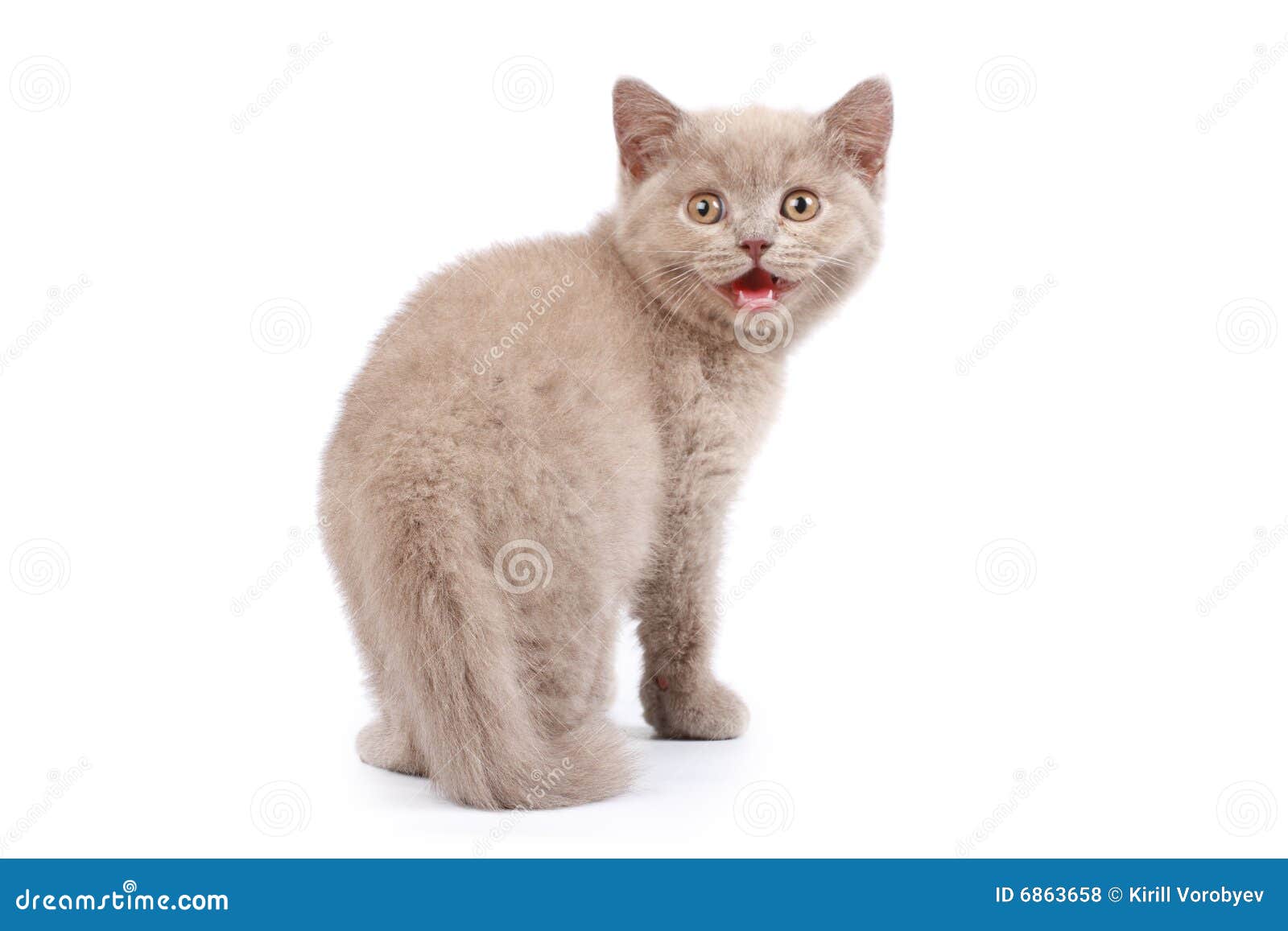Mewing little kitten stock photo. Image of kitten, domestic - 6863658