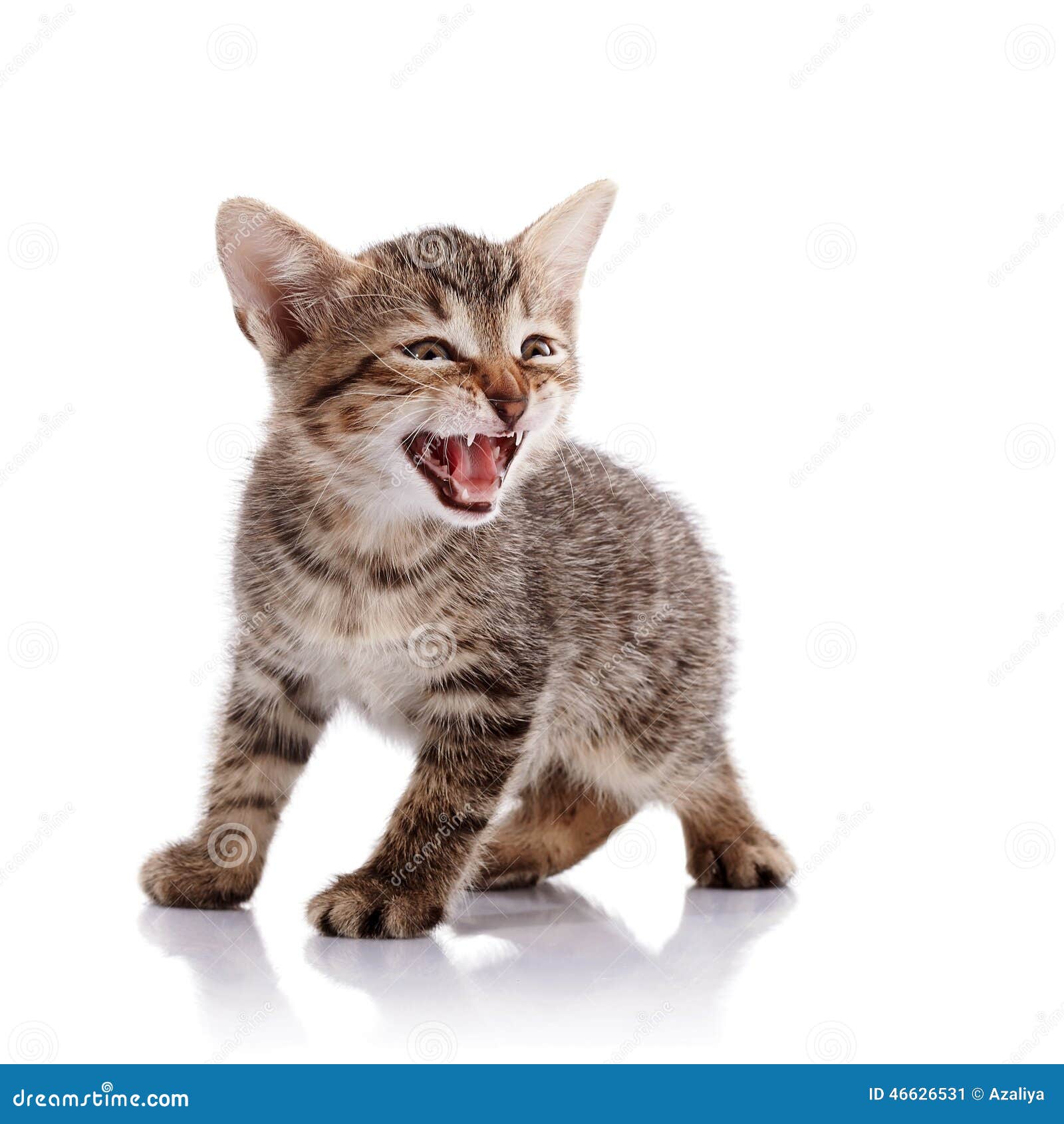 Red Tabby Cat Mewing In Bed At Home Royalty-Free Stock Photography ...