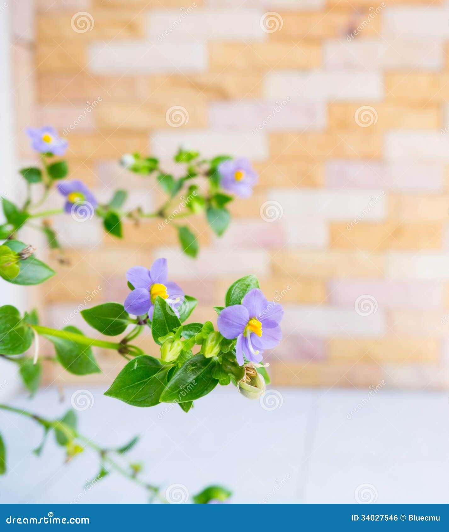 Mexcican violet stock photo. Image of colored, spring - 34027546