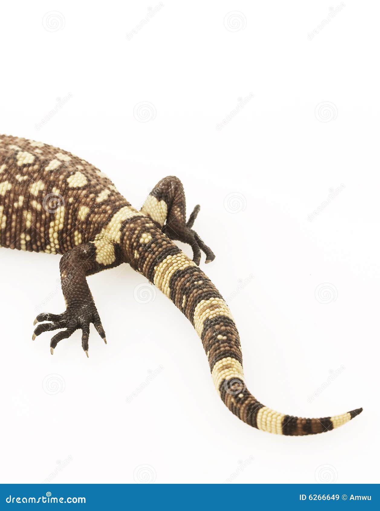 Mexicaanse Geparelde Hagedis (horridum Heloderma) Stock Afbeelding ...