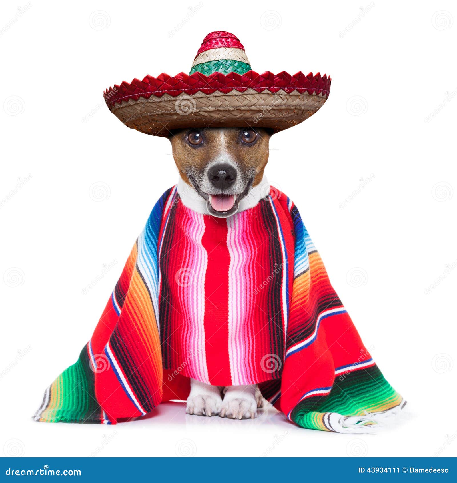 Mexicaanse hond stock afbeelding. Image of lasso, humeur - 43934111