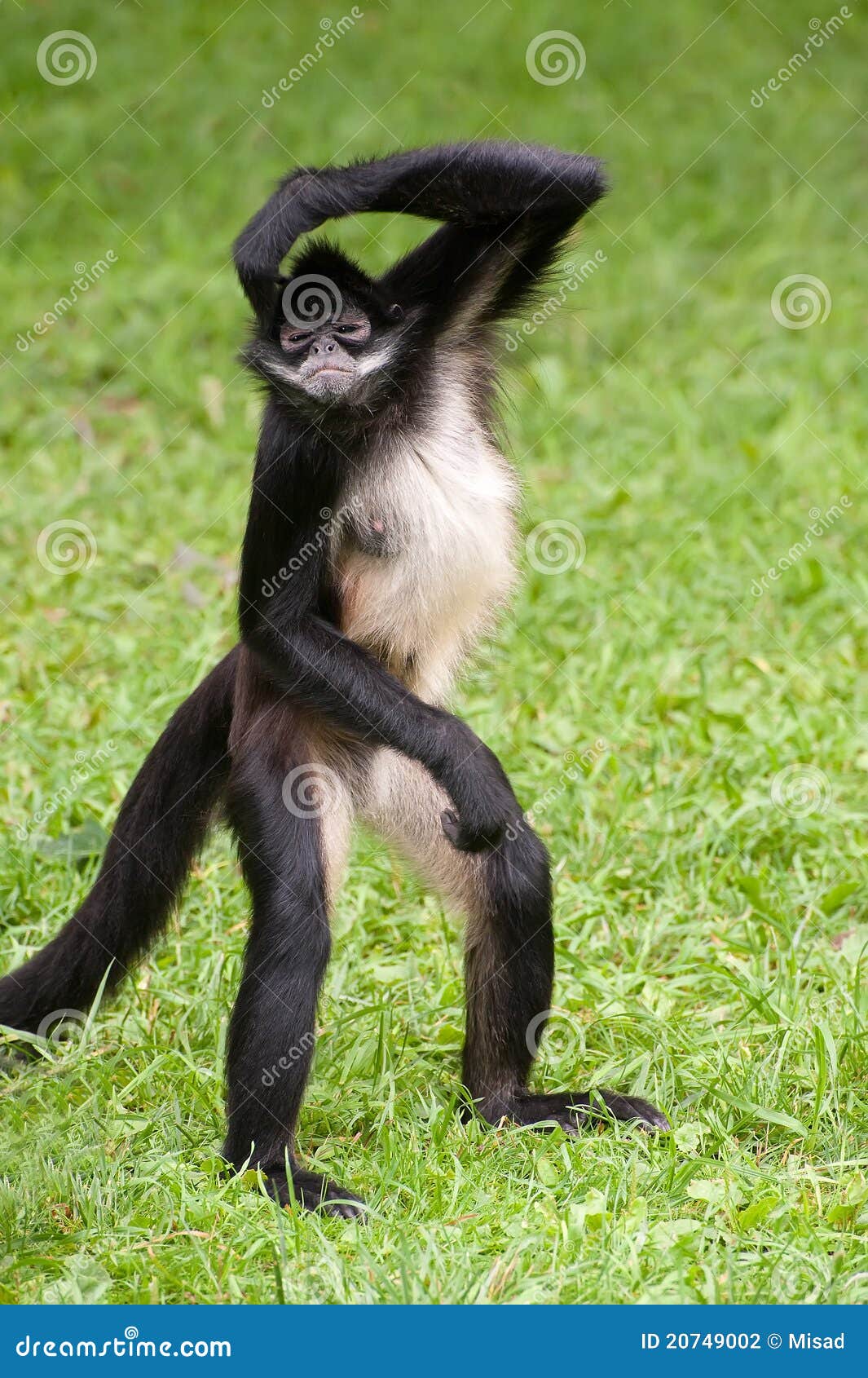 Mexicaanse spinaap stock foto. Image of troep, bont, lang - 20749002