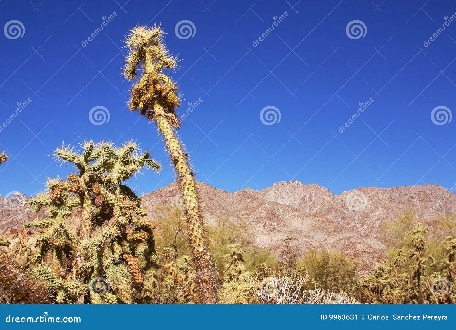 Mexicali imagen de archivo. Imagen de turista, aventura - 9963631