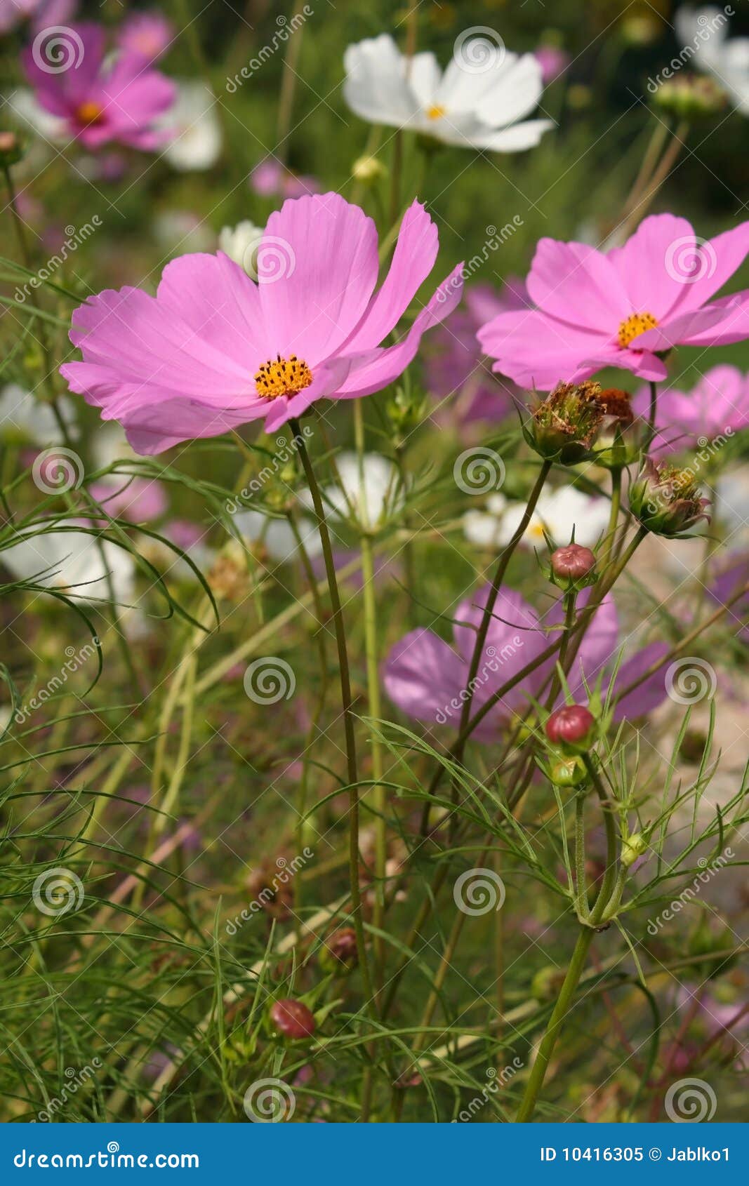Mexican Aster (Cosmos Bipinnatus) Stock Image - Image of mexican ...