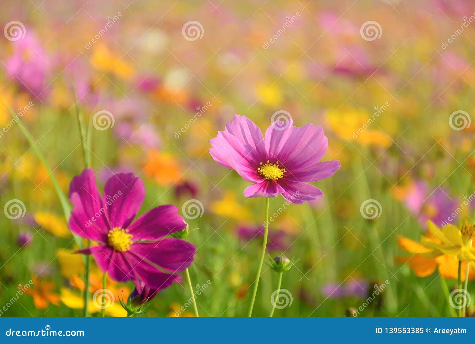 Mexican Aster in the Warm Sun Light. Stock Image - Image of ozone ...