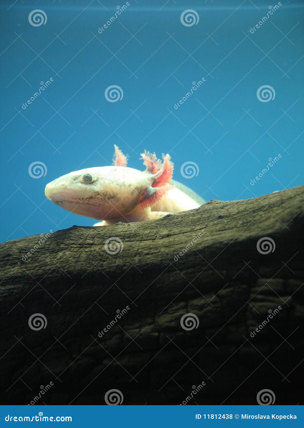 The Mexican axolotl stock photo. Image of toad, aquarium - 11812438