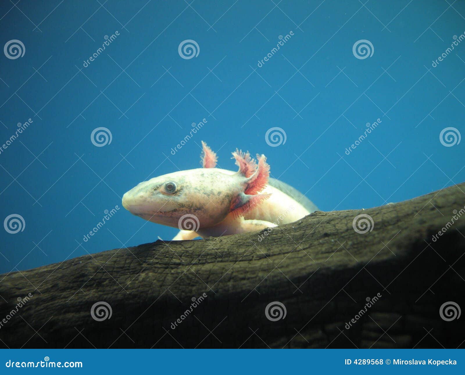 The Mexican axolotl stock photo. Image of wood, newt, helibender - 4289568