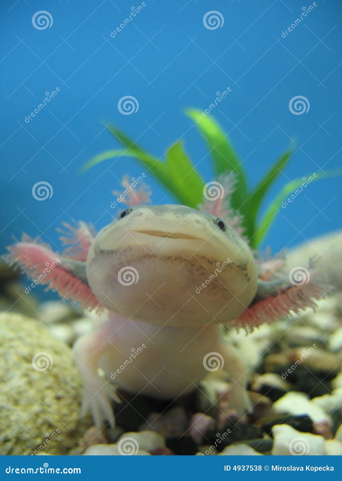 The Mexican axolotl stock photo. Image of metamorphoses - 4937538