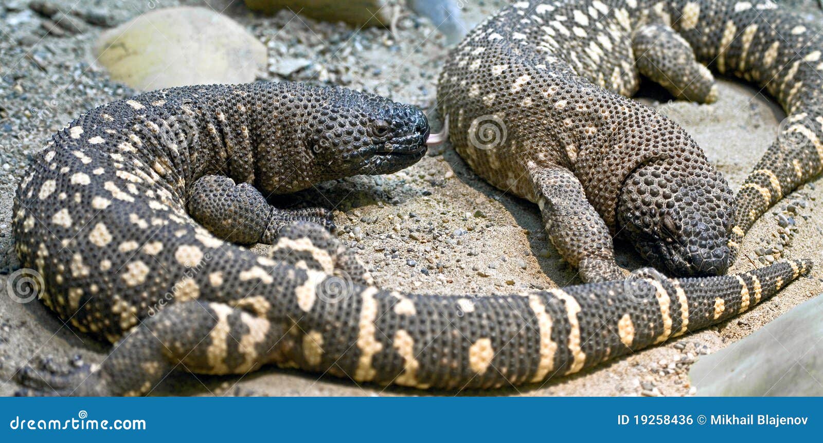 Mexican Beaded Lizard
