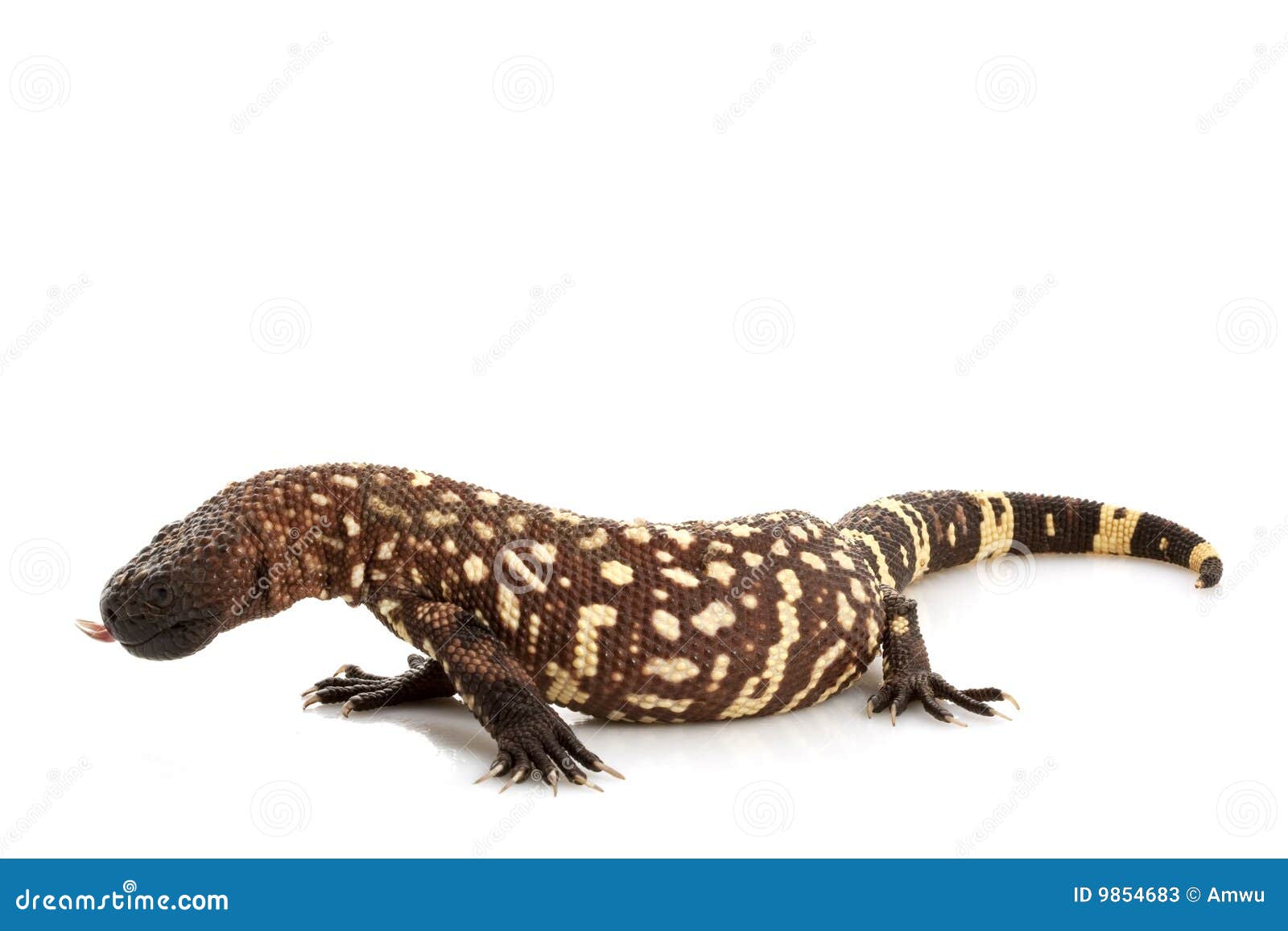 Mexican Beaded Lizard stock image. Image of dangerous - 9854683