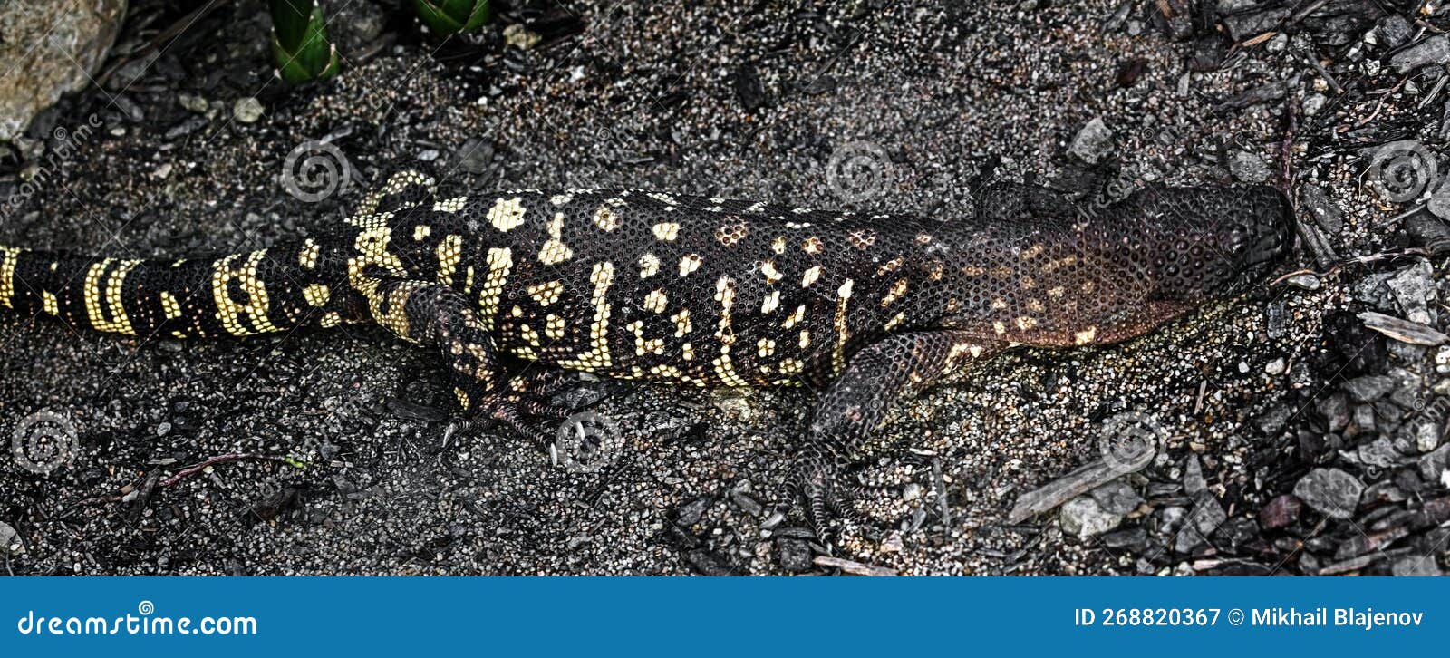 Mexican beaded lizard stock image. Image of species - 268820367