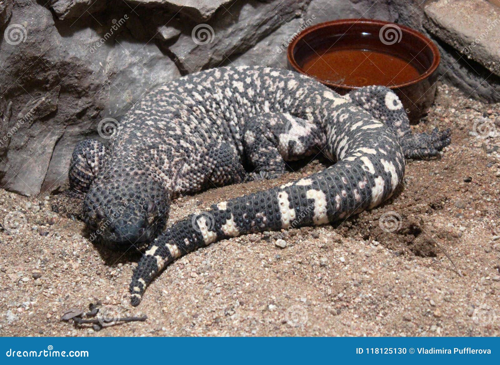 Mexican Beaded Lizard, Heloderma Horridum Stock Photo - Image of animal ...