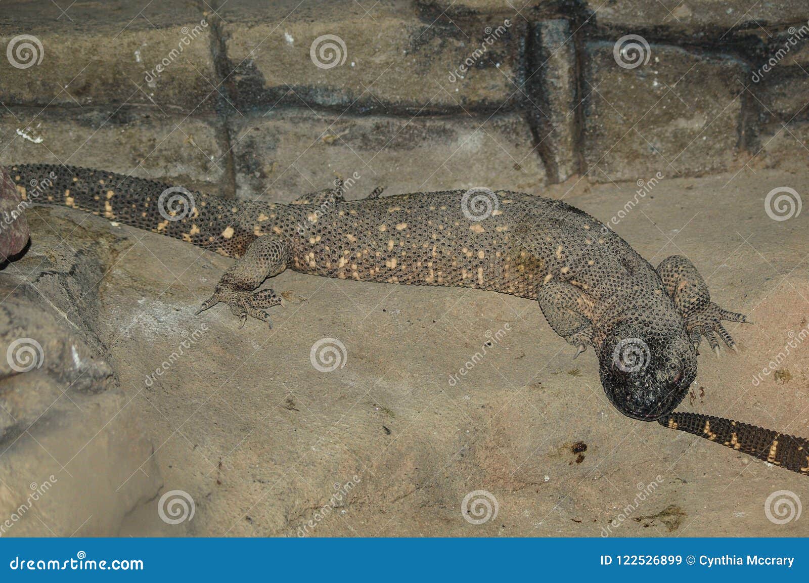 Mexican Beaded Lizard stock image. Image of wildlife - 122526899