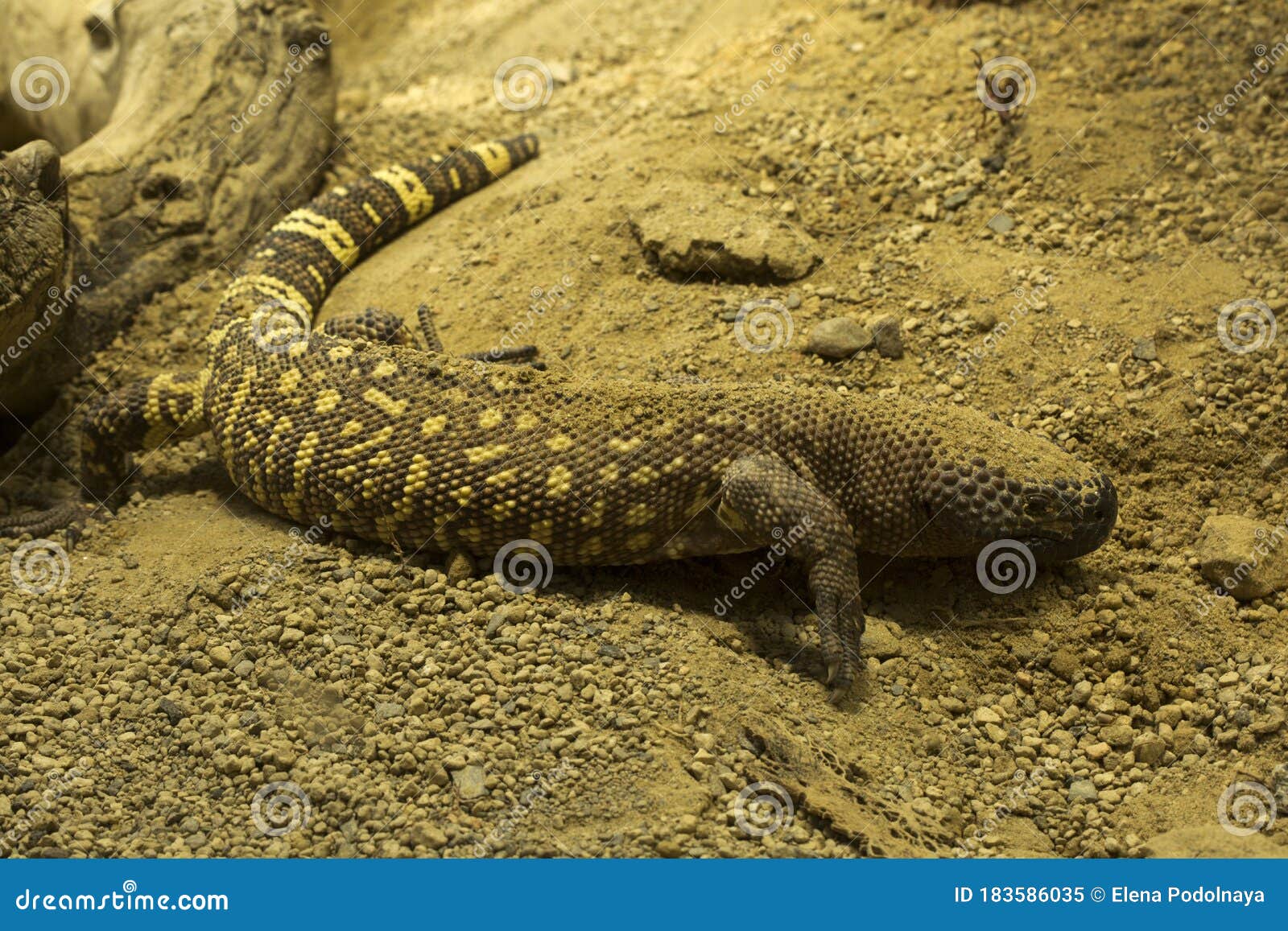 The Mexican Beaded Lizard Heloderma Horridum. Stock Image - Image of ...