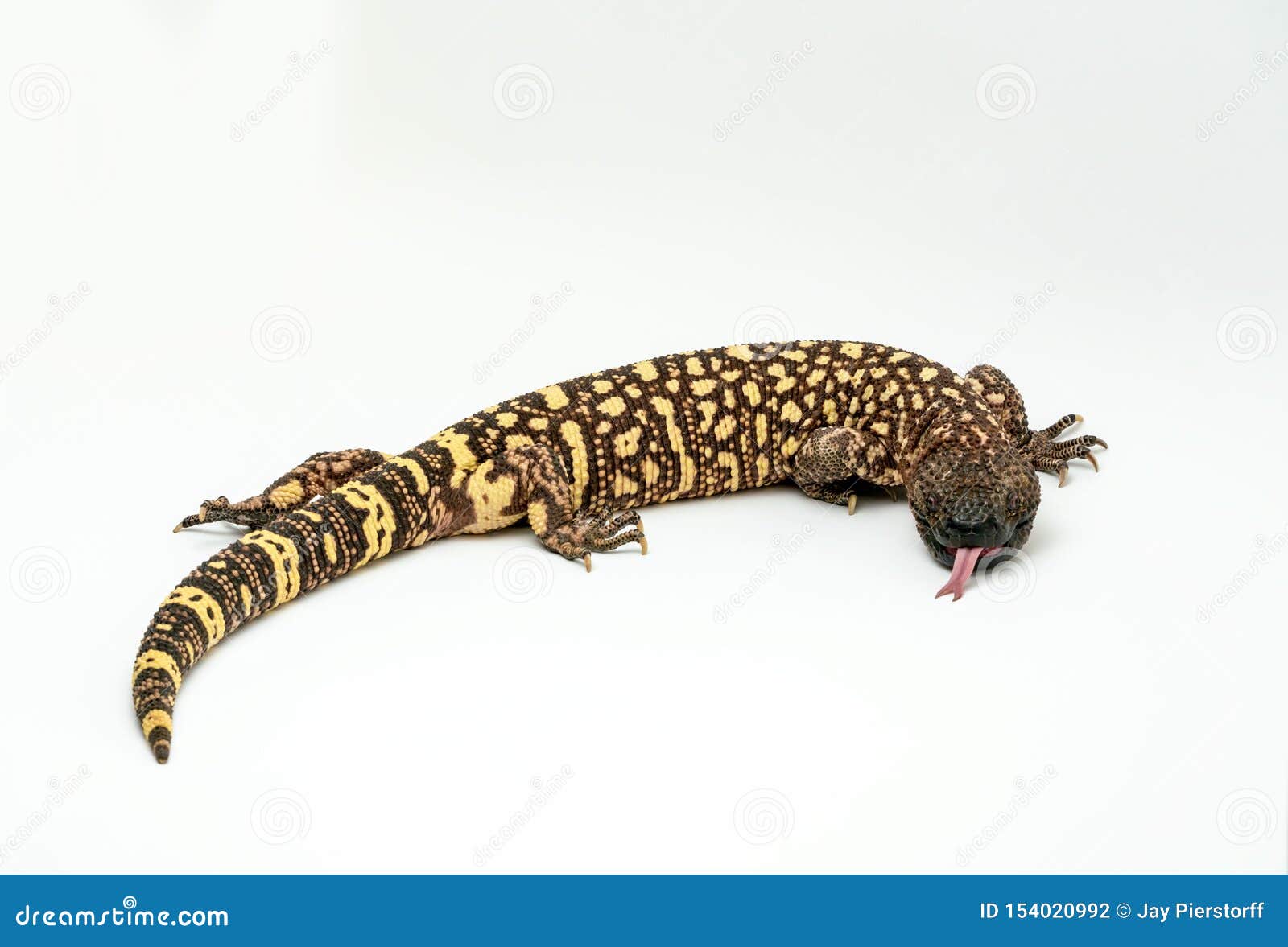 Mexican Beaded Lizard Heloderma Horridum On White Background. Stock ...