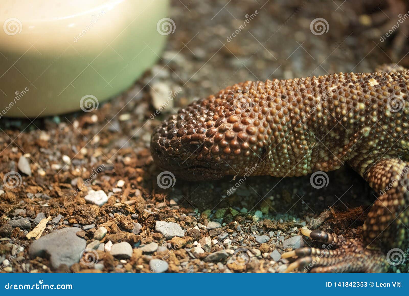 Heloderma Horridum Alvarezi