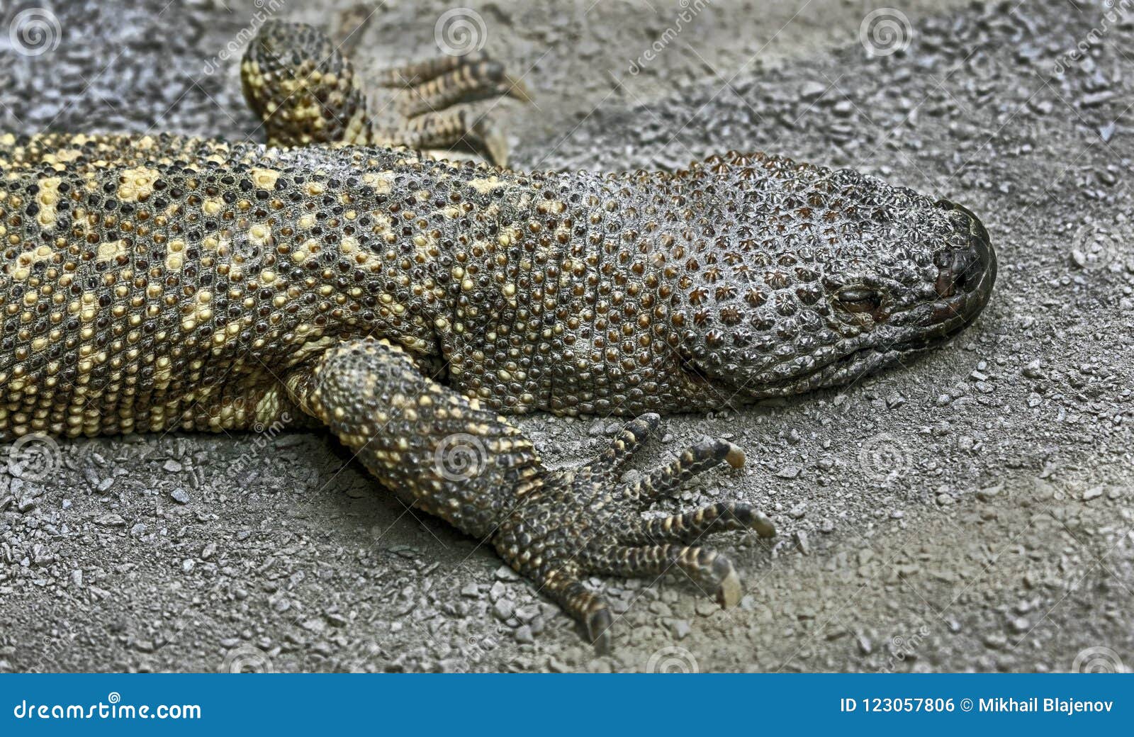 Mexican beaded lizard 8 stock photo. Image of nature - 123057806