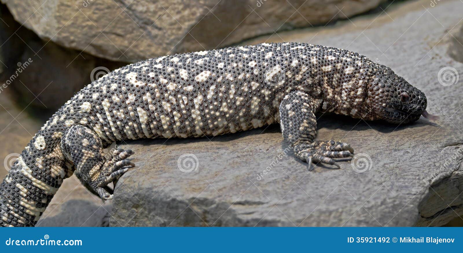 Heloderma Horridum Alvarezi