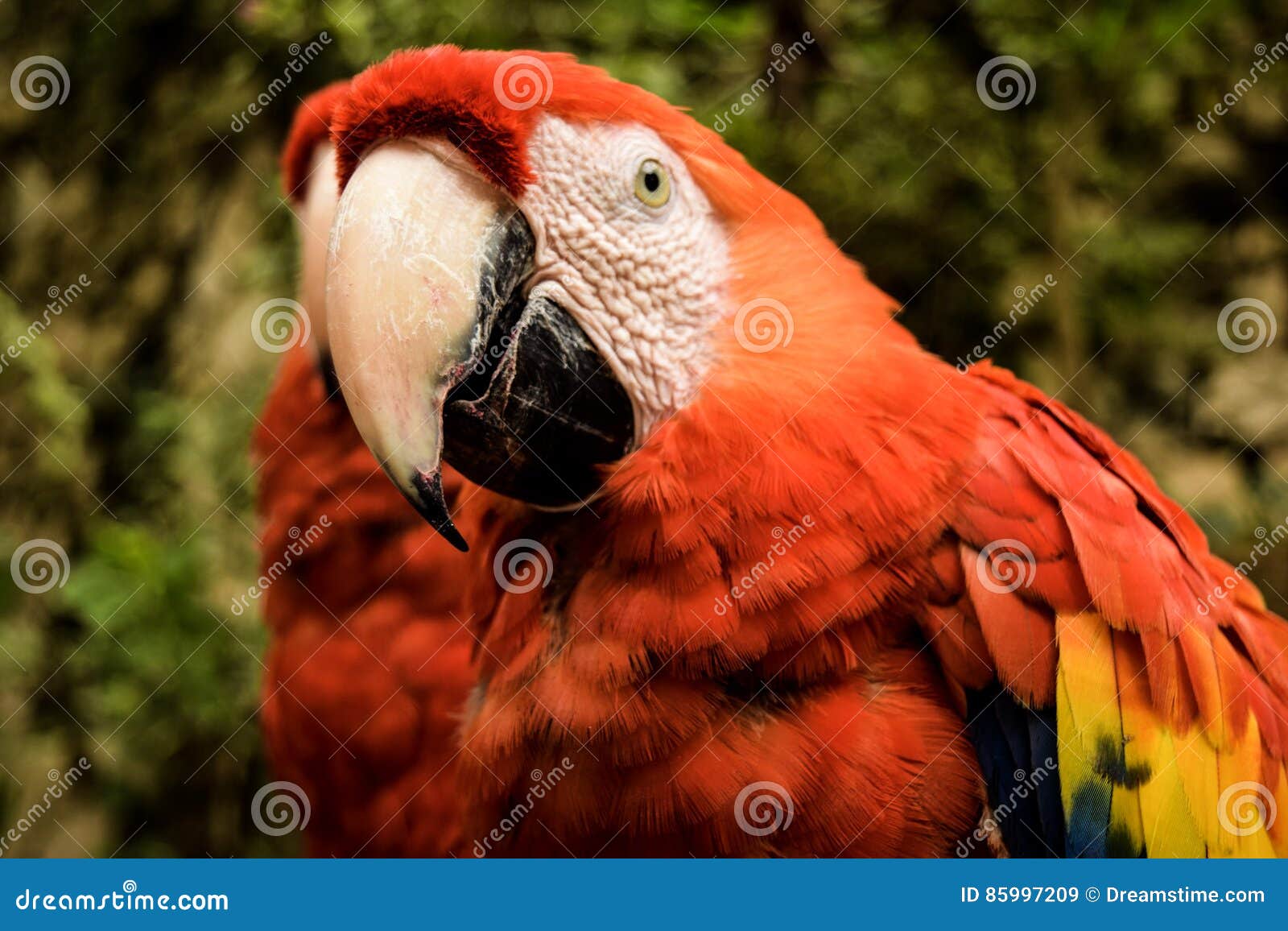 Mexican bird stock image. Image of pajaro, mexico, mexican - 85997209