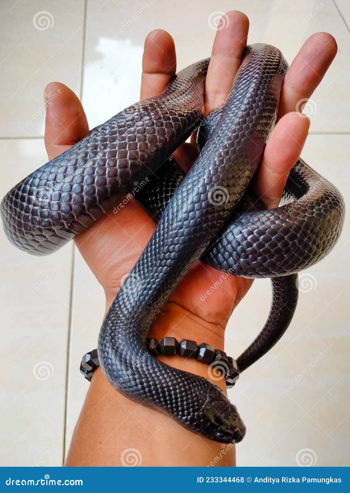 Mexican Black Kingsnake
