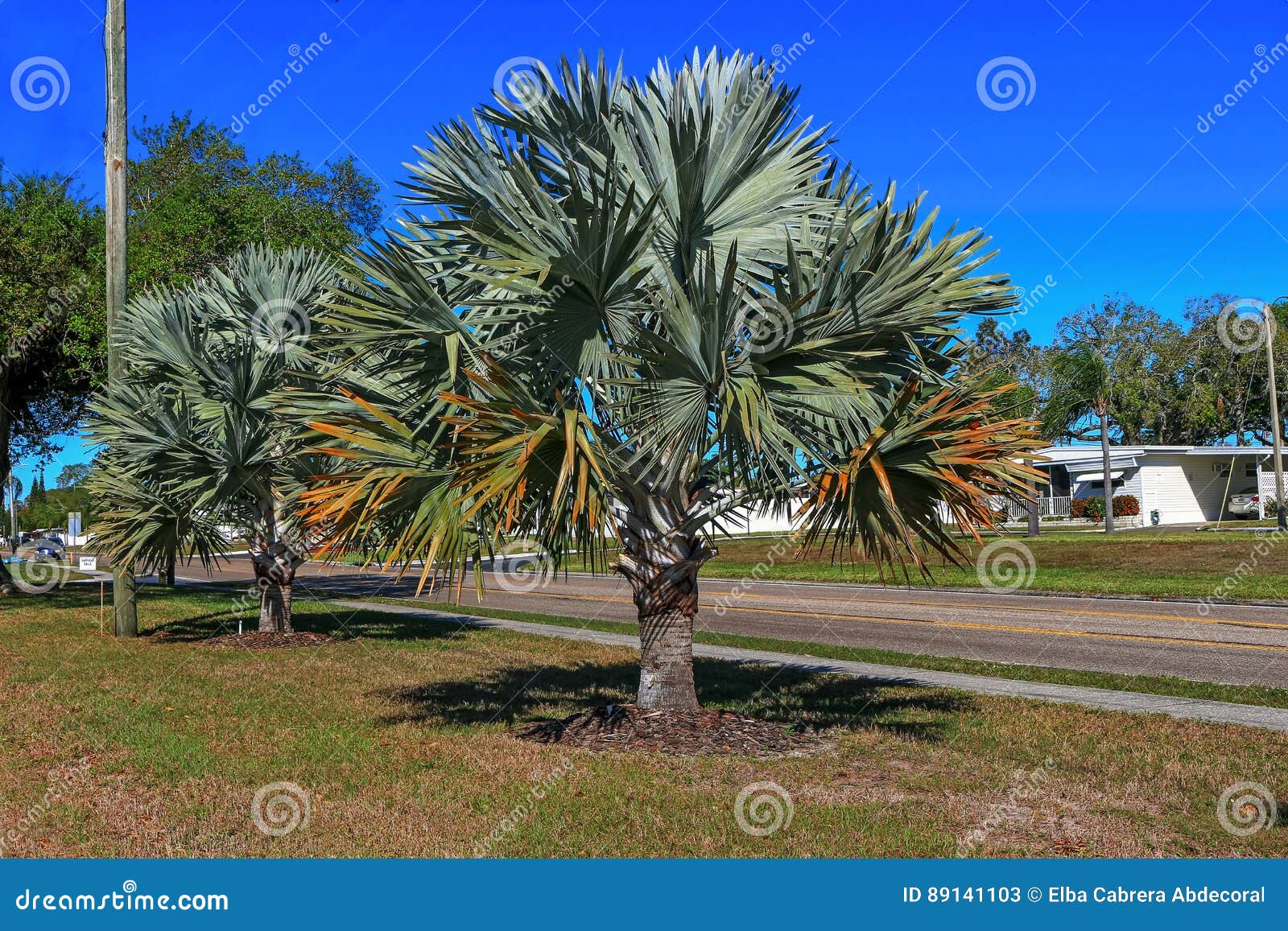 Mexican blue palm stock image. Image of palm, palma, nature - 89141103