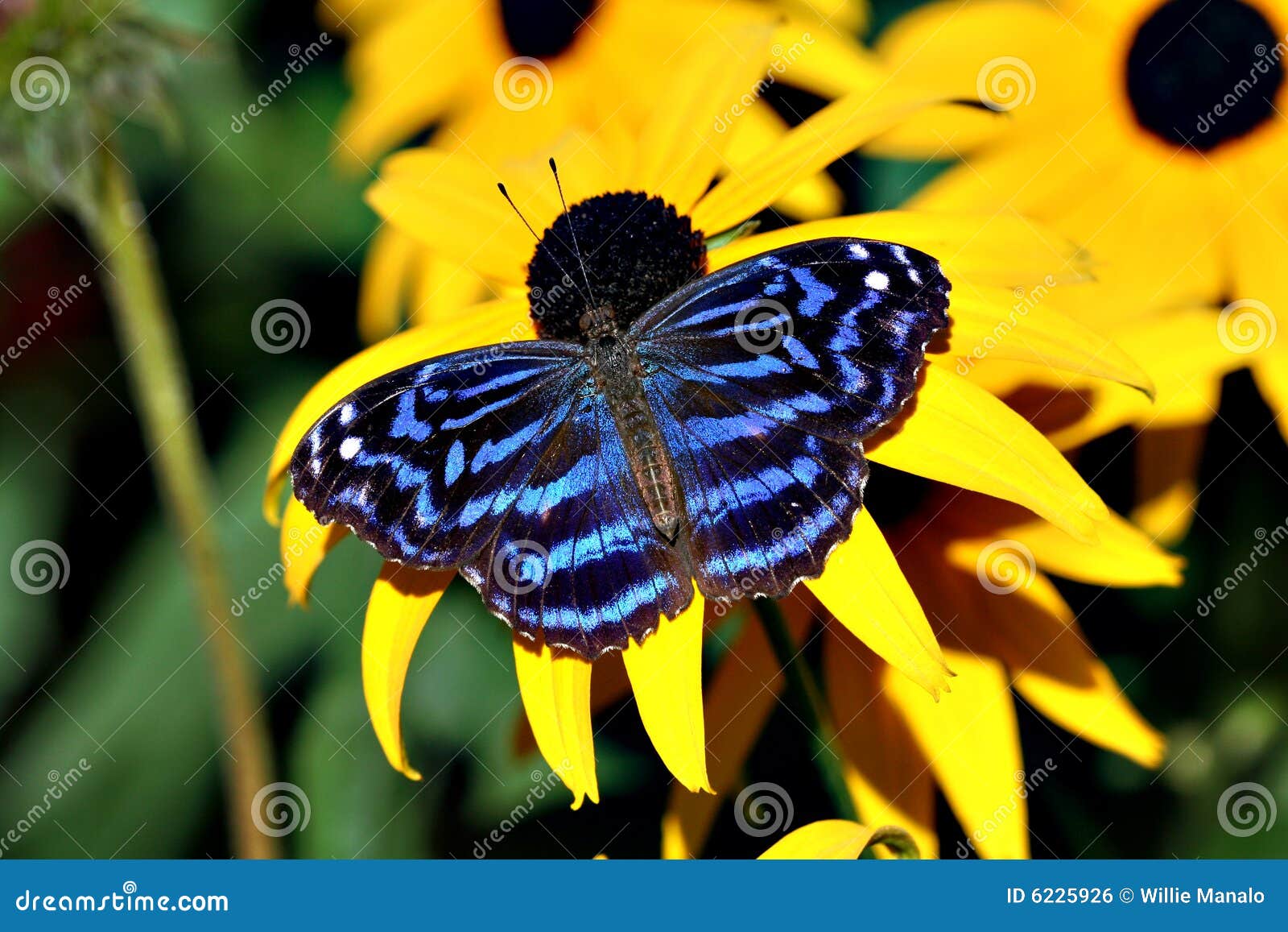 Mexican Bluewing Myscelia Ethusa, Blue Stripped Butterfly Stock ...