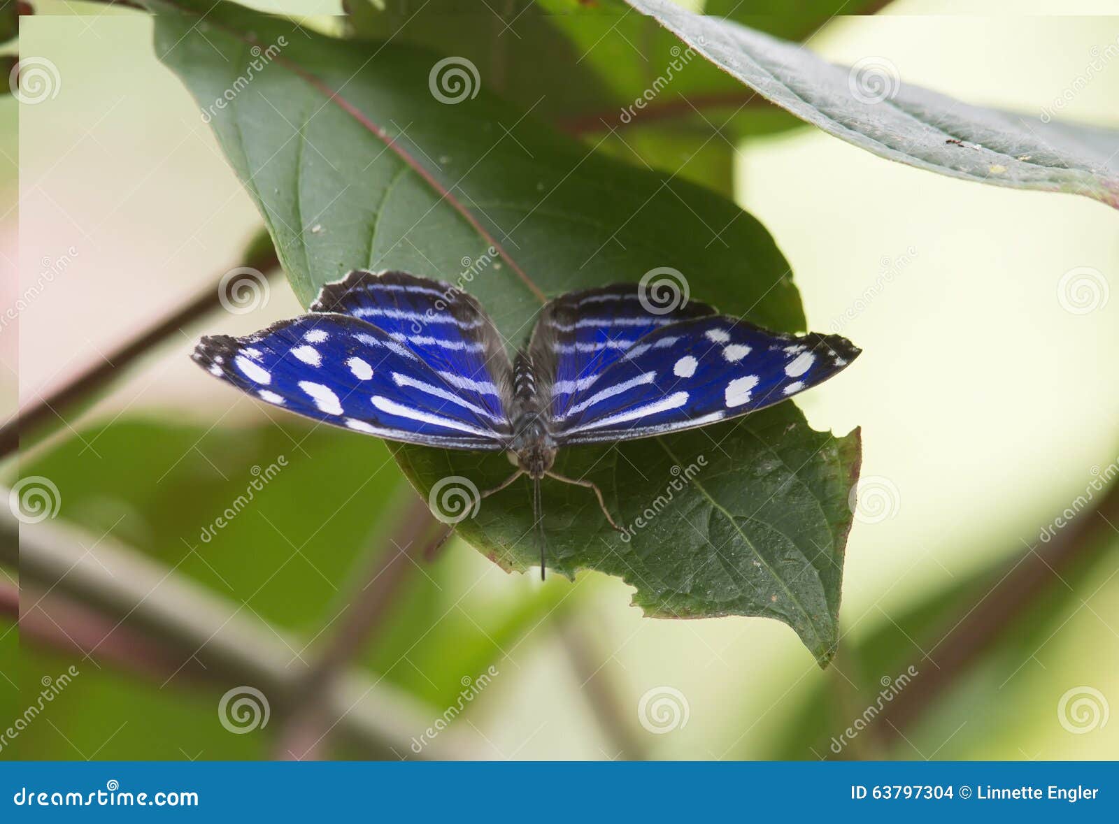 Mexican Bluewing Myscelia Ethusa, Blue Stripped Butterfly Stock ...