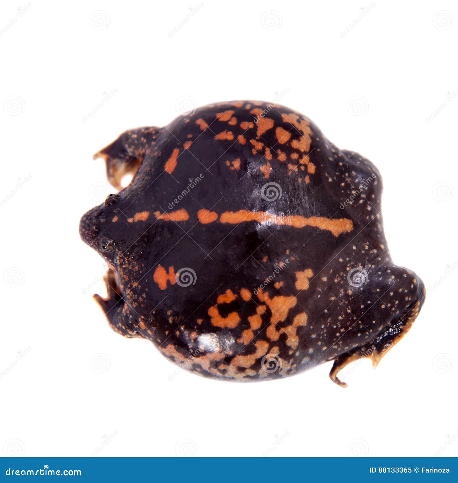 The Mexican Burrowing Toad on White Stock Image - Image of copy ...