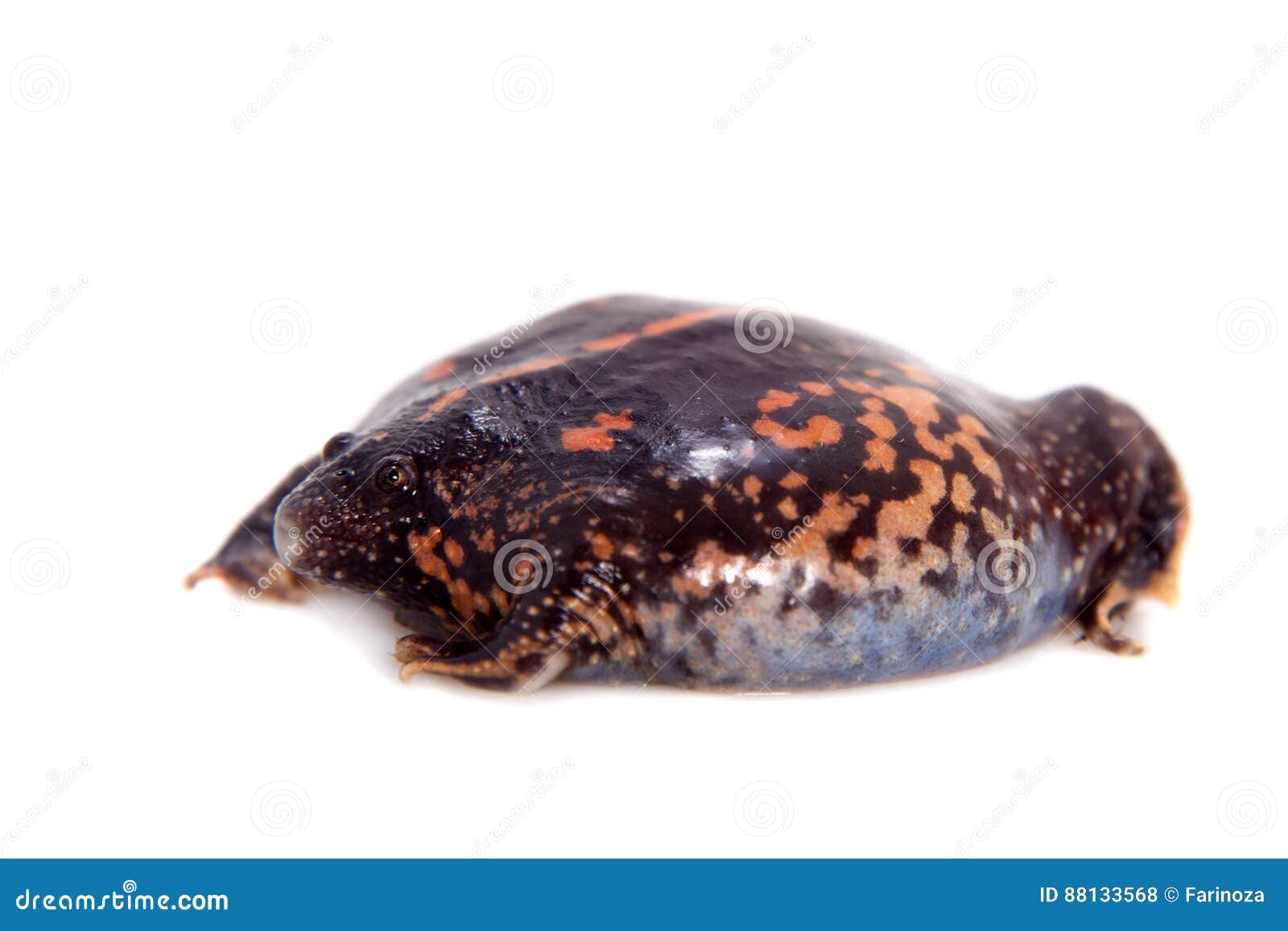 The Mexican Burrowing Toad on White Stock Photo - Image of copy, grows ...