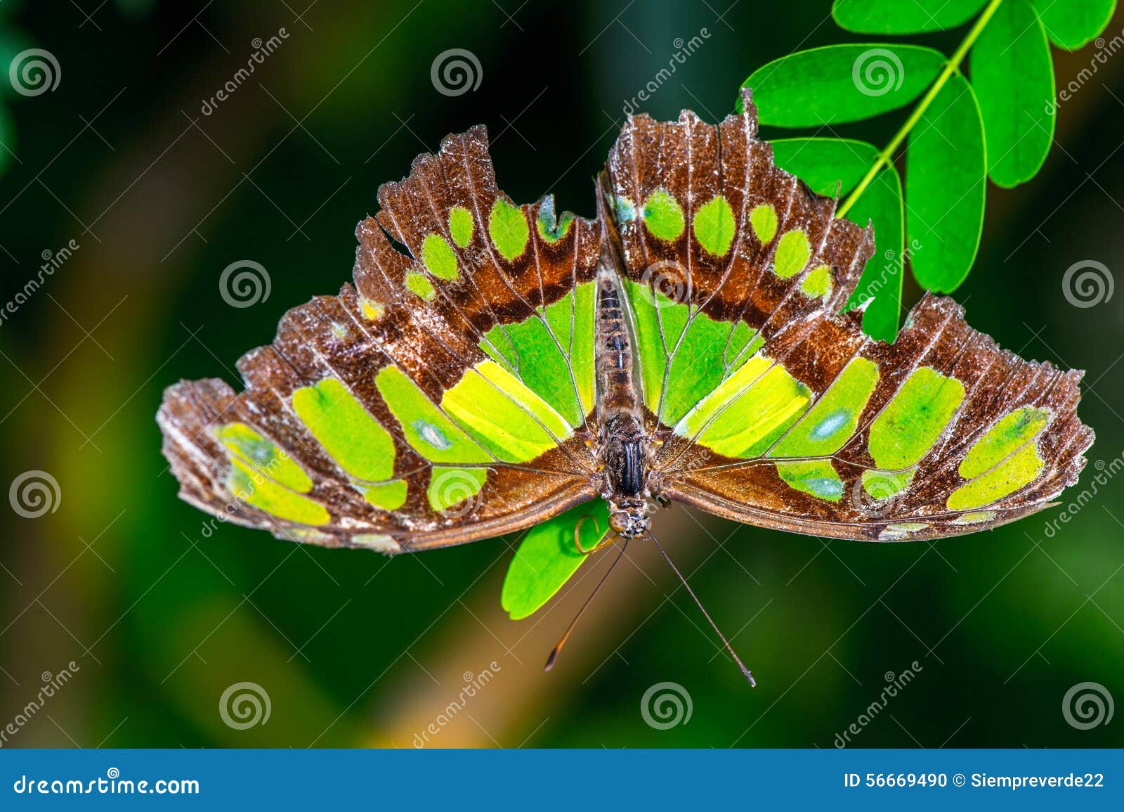 Mexican butterfly stock photo. Image of bright, detail - 56669490