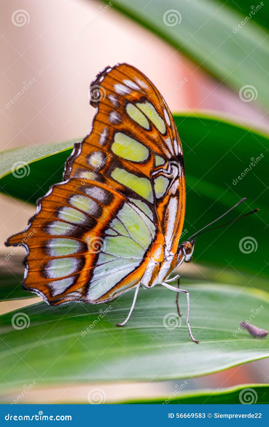 Mexican butterfly stock image. Image of animal, live - 56669583
